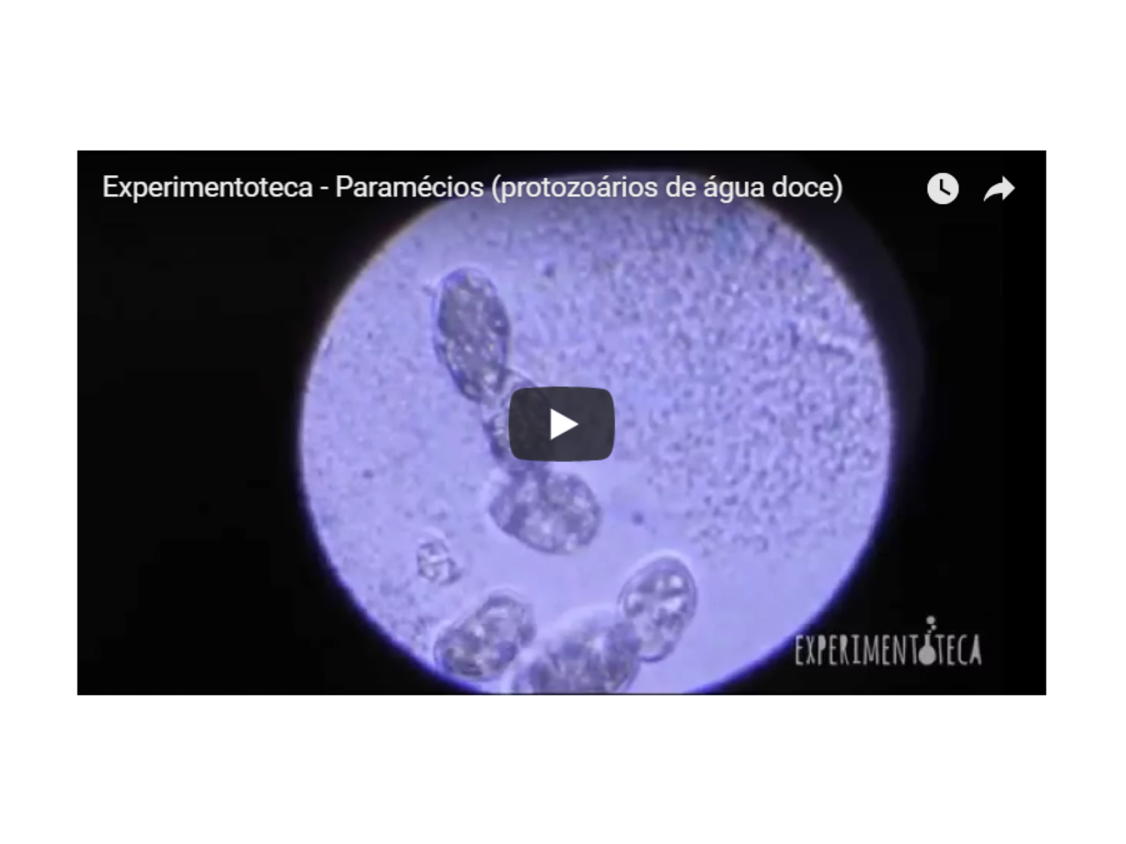 Plano de aula - 4o ano - Conhecendo os protozoários