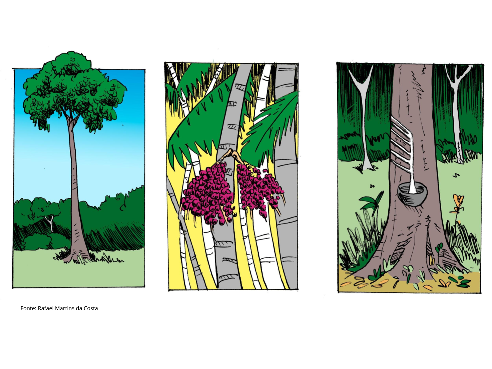O extrativismo na Amazônia - Planos de aula - 7°ano - Geografia