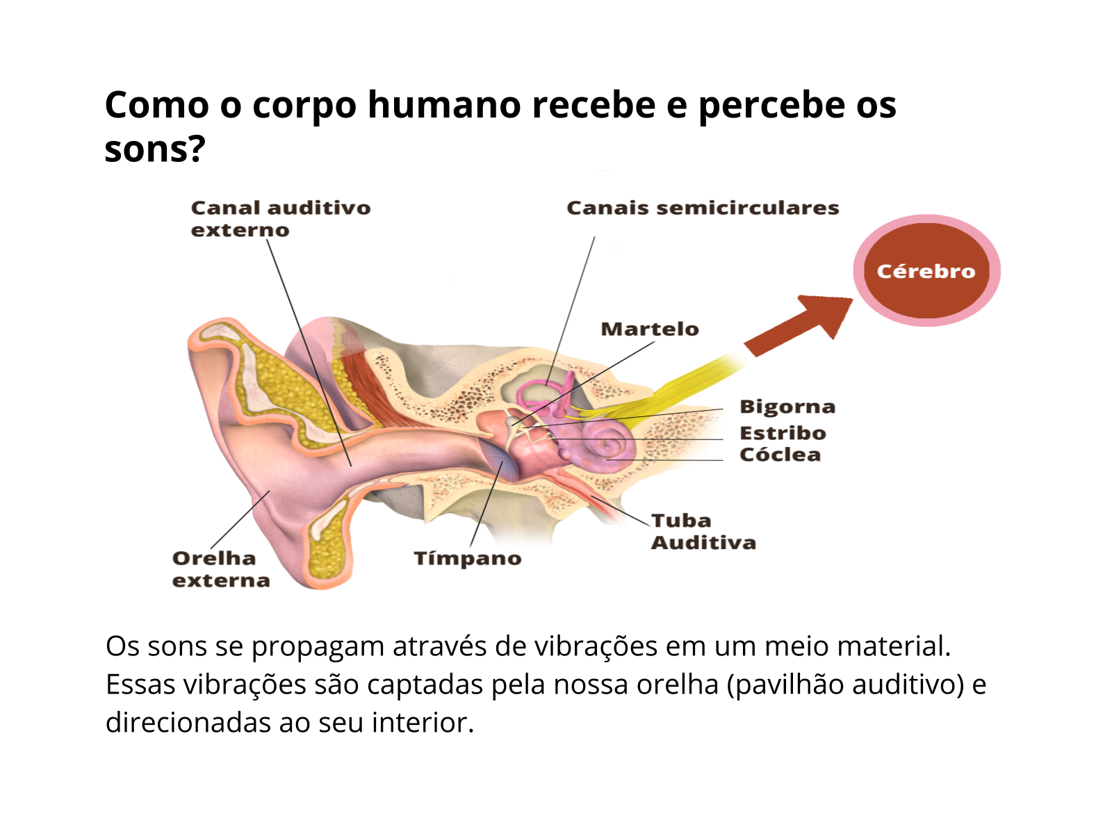 Plano de aula - 3o ano - A recepção do som pelo corpo humano