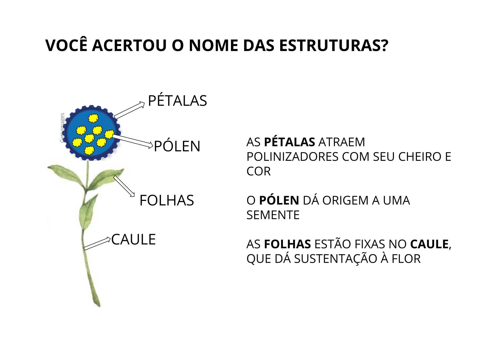 Plano de aula - 2o ano - Características das flores