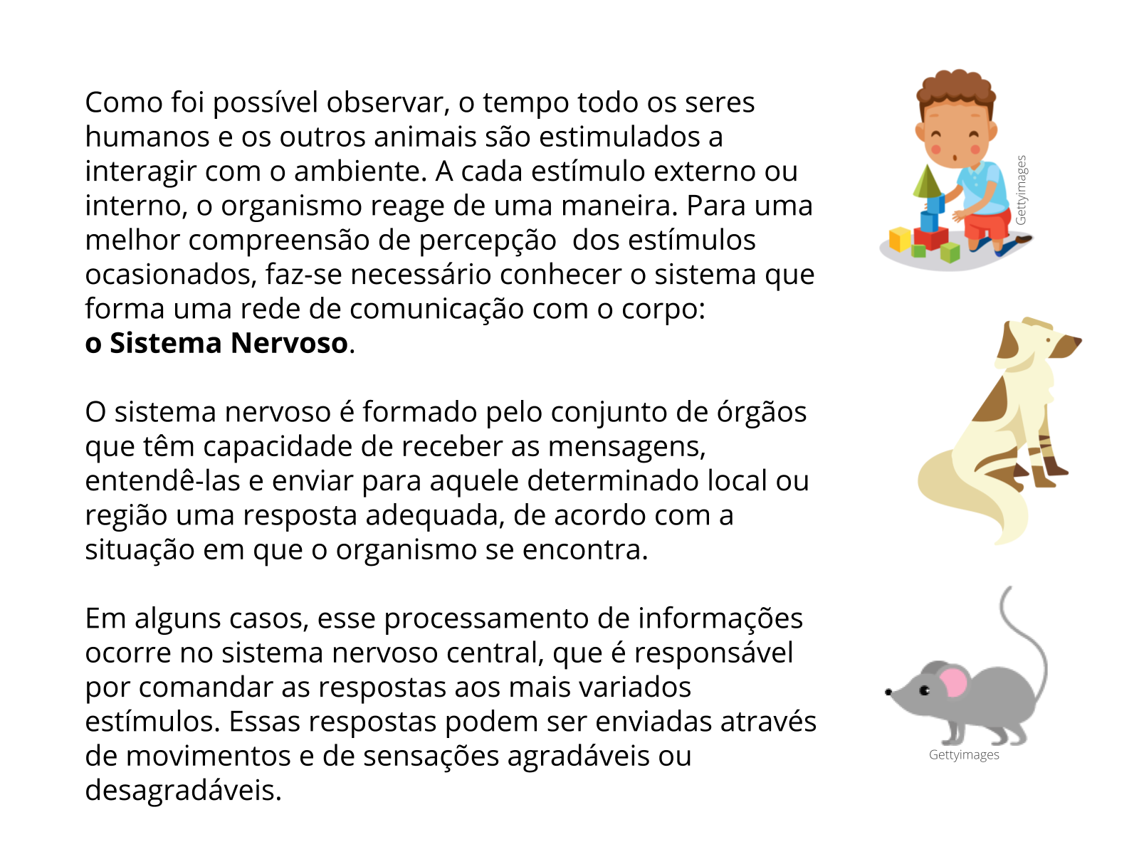 Plano de aula - 6o ano - Conhecendo o sistema nervoso